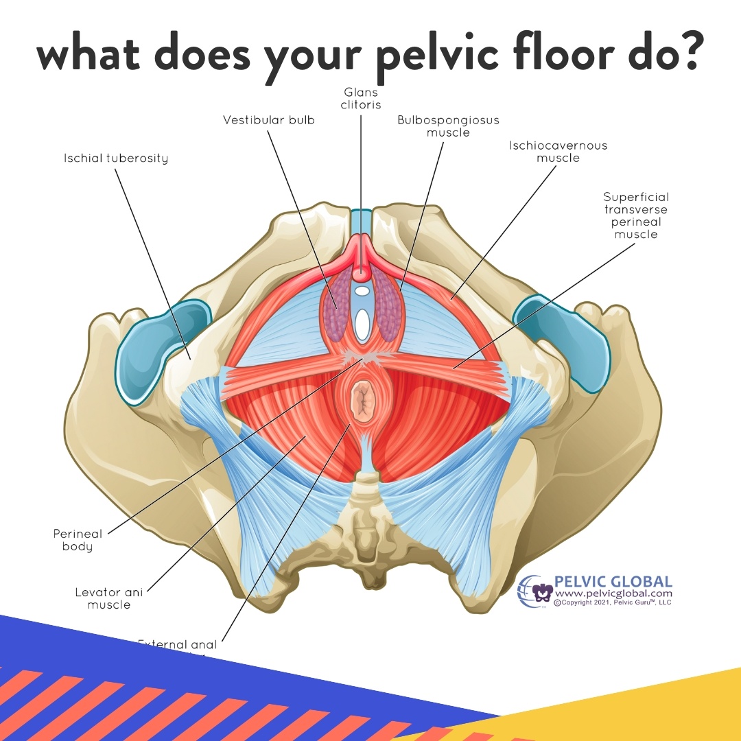 pelvic floor 101: 5 main functions